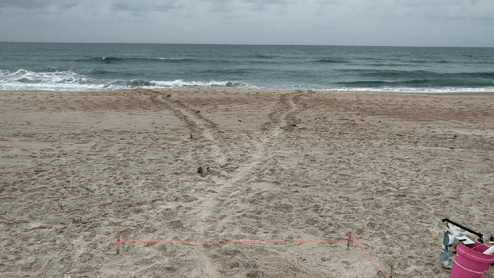 Sea turtle boom: Two more loggerhead nests found on Topsail Island