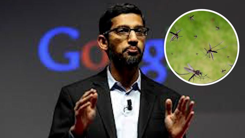 Why Google plans to release 64 million mosquitoes in US?
