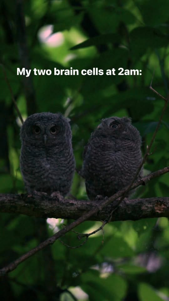 Owl bouncing in the darkness with playful energy