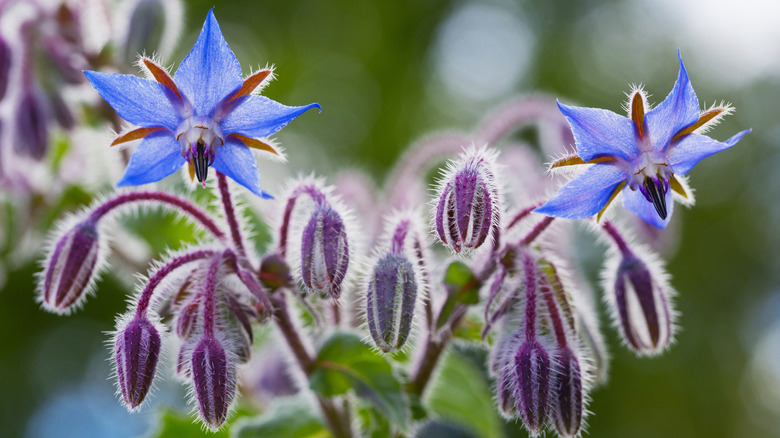 8 stunning flowers that quietly enrich your garden's soil while they bloom