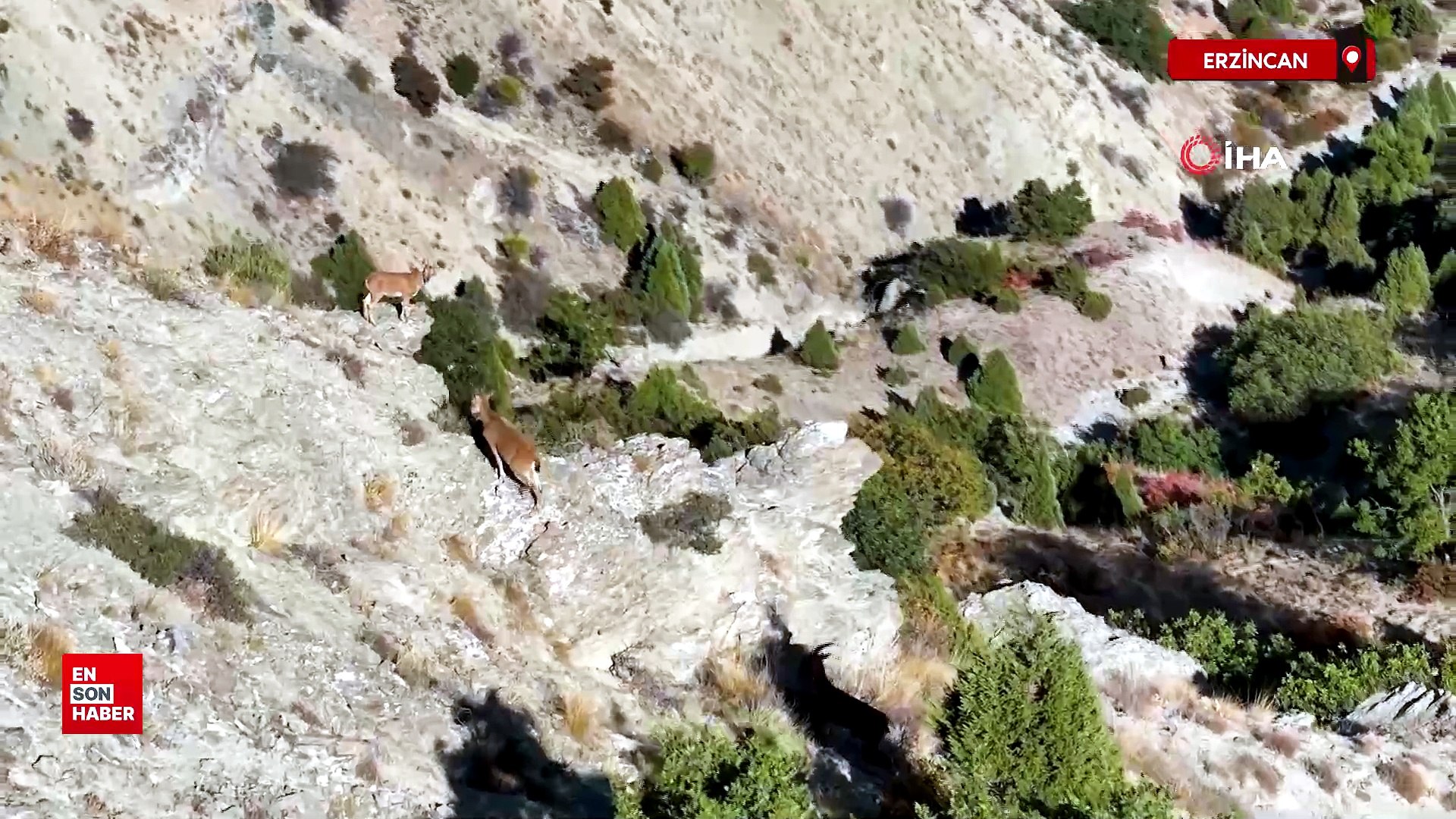 Erzincan'da Munzur’un sarp kayalıklarında yaban keçileri görüntülendi
