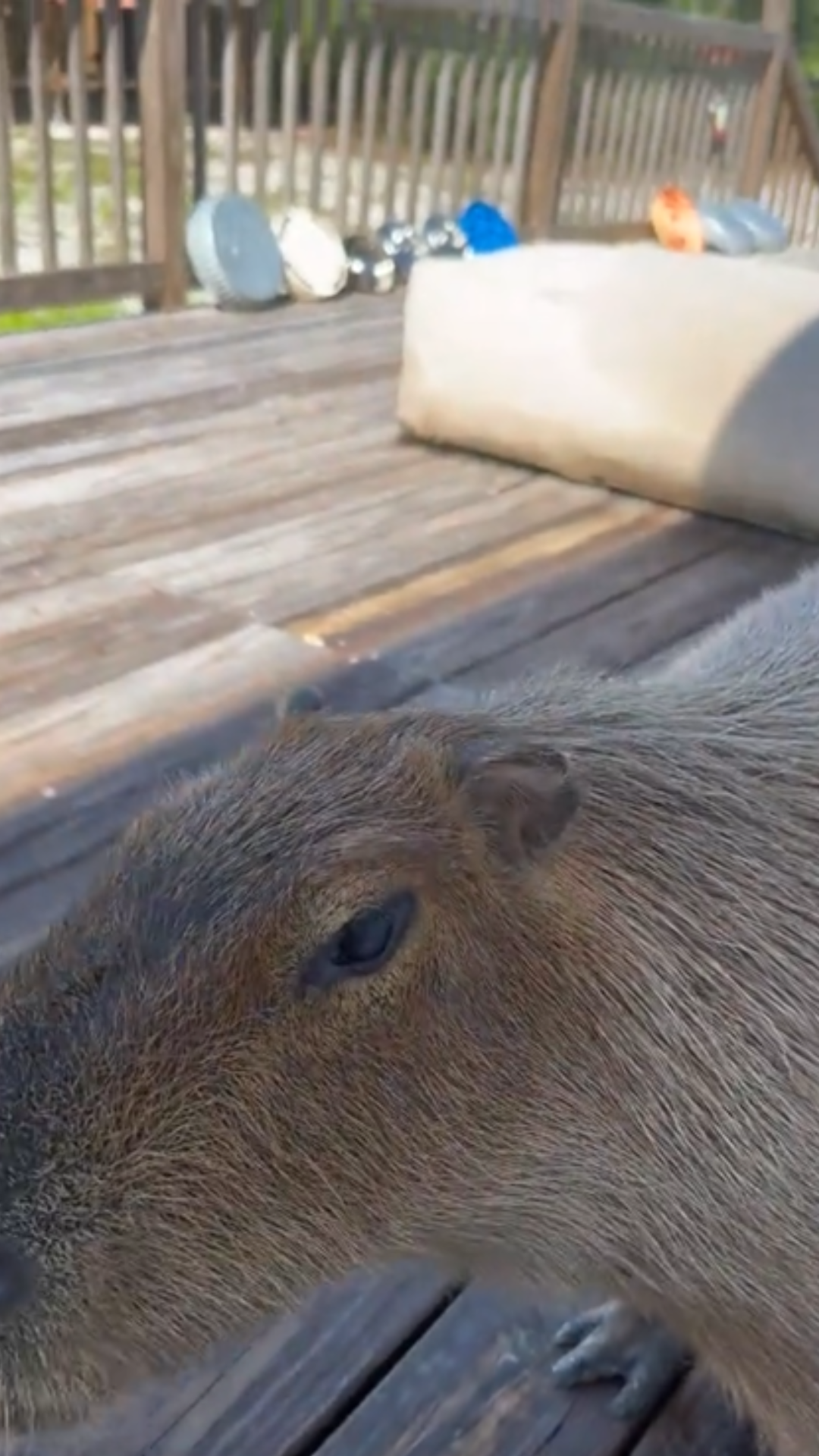The adorable capybara update everyone needs to see