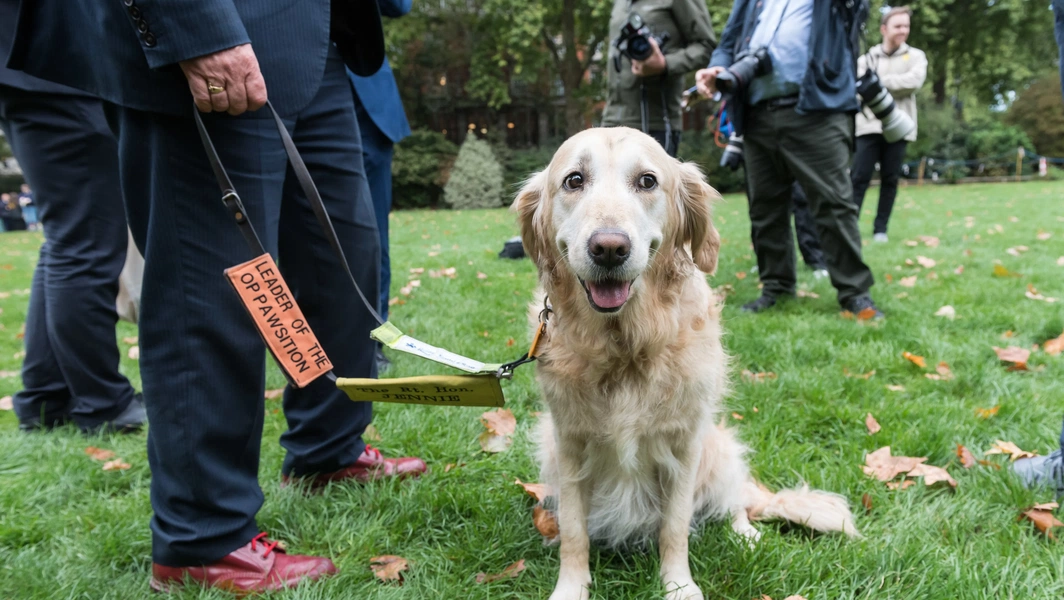 Experts highlight 21 dog breeds often praised for good behavior