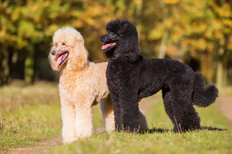 Rescue dog mistaken for a poodle had a DNA surprise