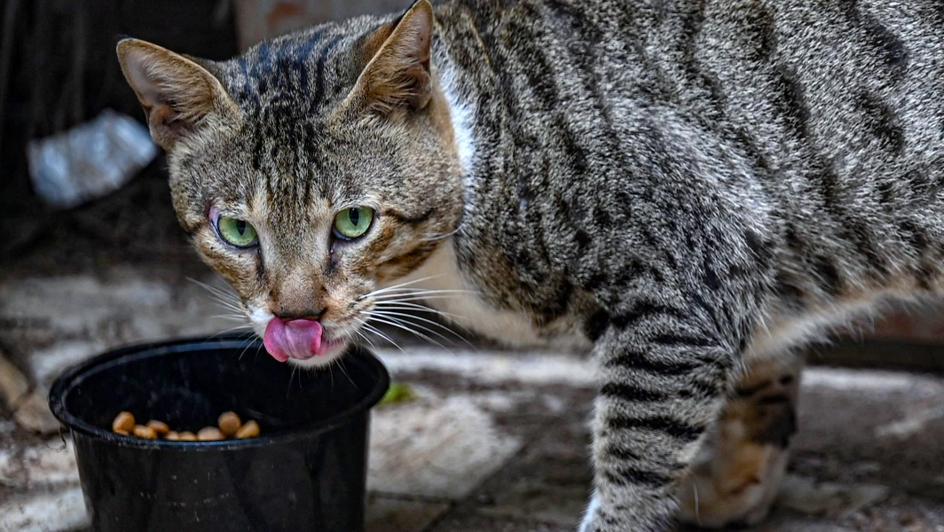 Smart feeding tips every cat parent needs
