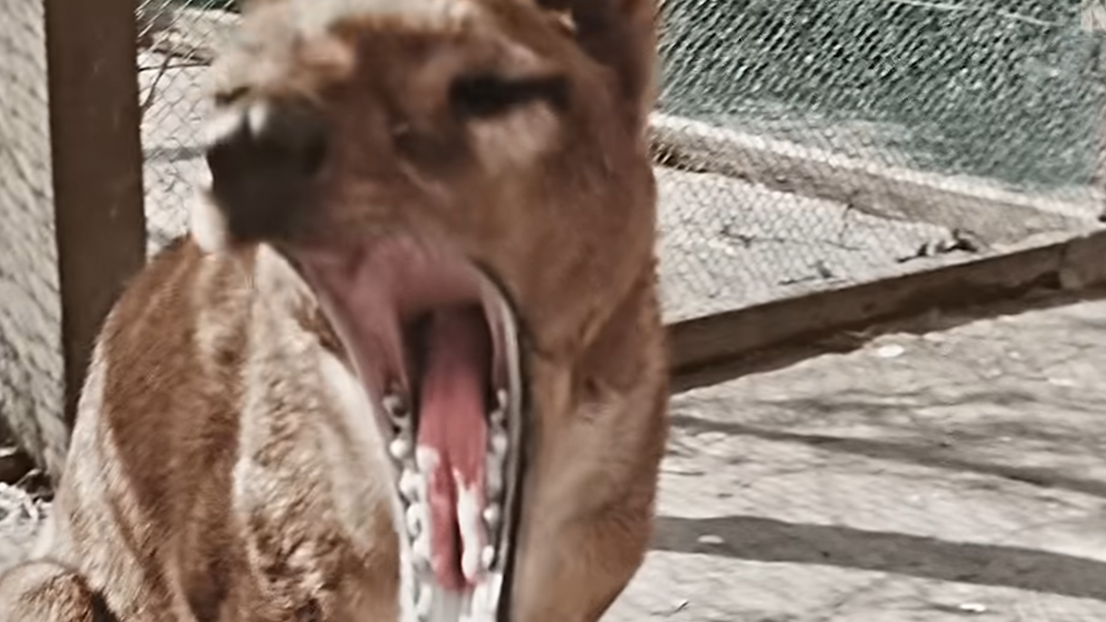 Have you seen this creature at night? - People report strange ...