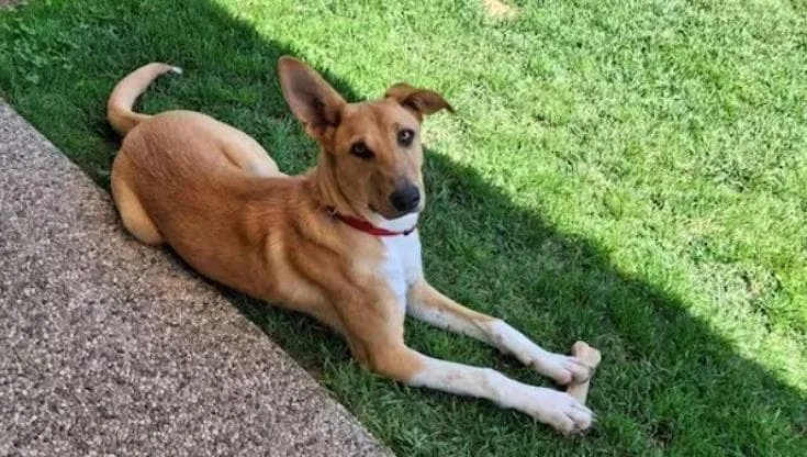 Rabid dog illegally brought from Morocco triggers major health alert in ...