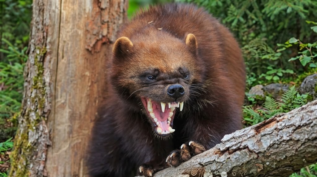 The animal too angry to understand fear