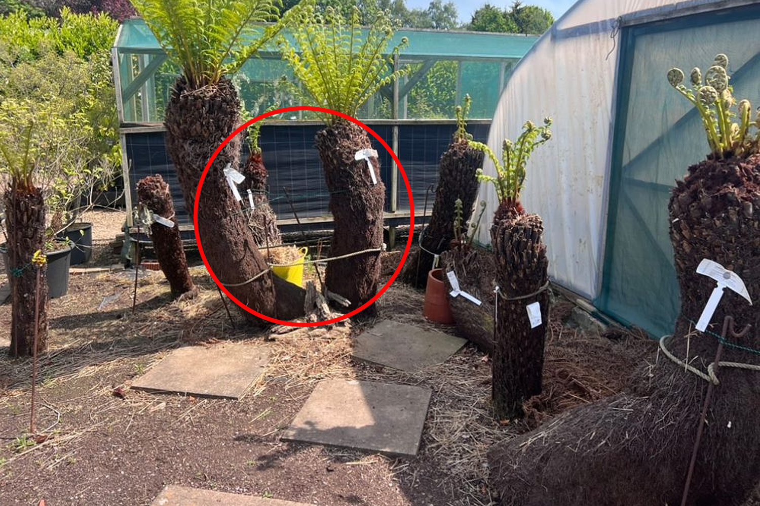 Ancient Aussie tree found for sale 17,000km away exposes alarming issue