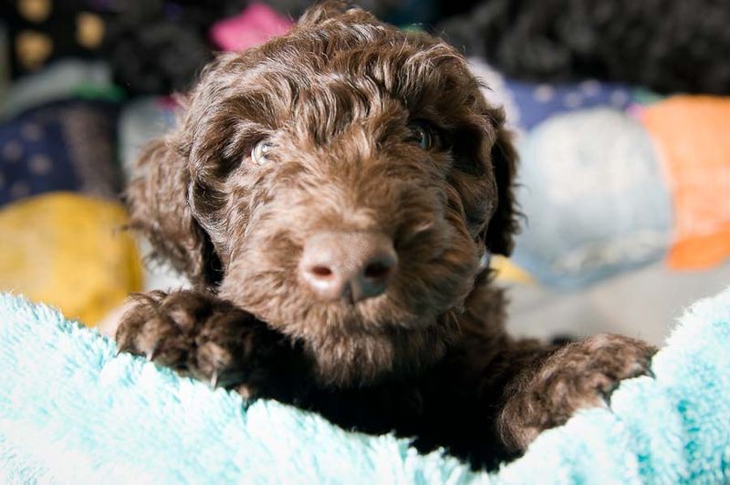 11 rare dog breeds rising online before most people even know their names