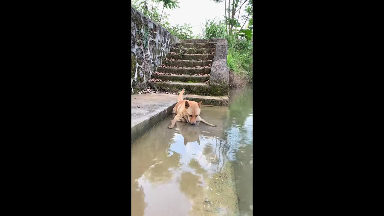 Dog relaxes on submerged river steps in Hunan, China