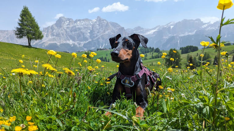 A pet-friendly beer museum!: The 5 best European holiday destinations ...