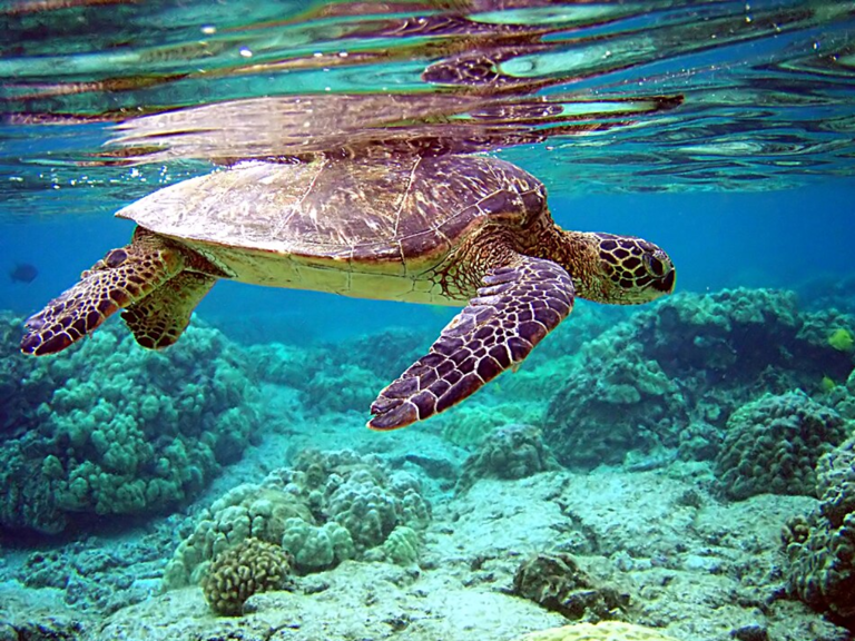 Hawaiians spotted sea turtles with mysterious 'graffiti' on their backs ...