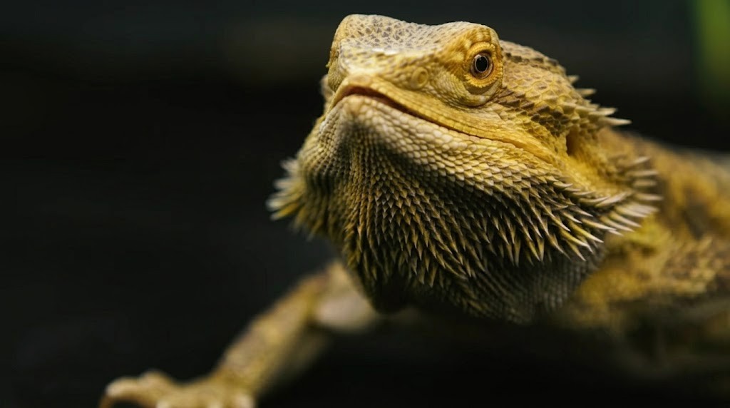 Watch what happens when the world's chillest lizard finally loses its cool