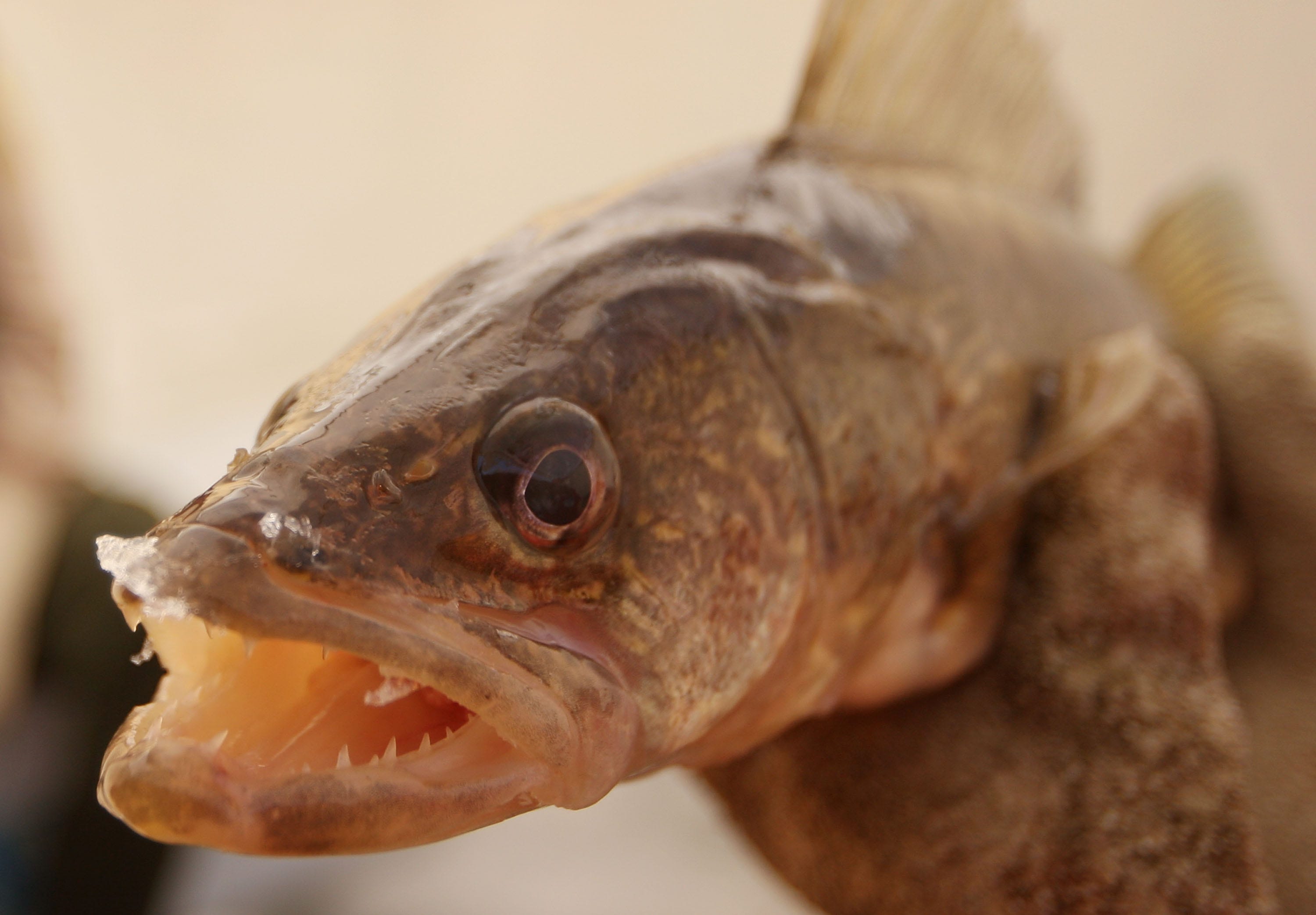 Minnesota's walleye is a sacred fish with a rich history