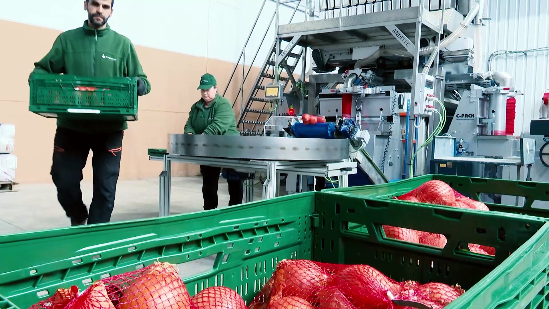 La cebolla manchega de TJ Agricultura se abre paso en el mundo