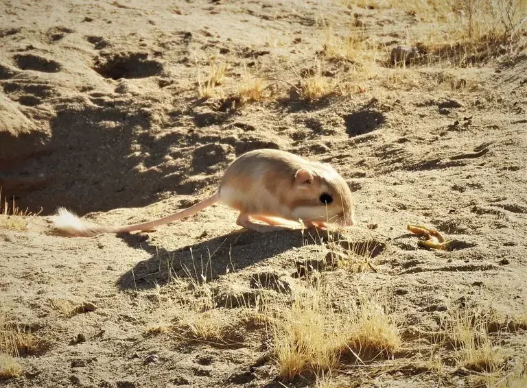 The most resilient animals living in America's toughest climates