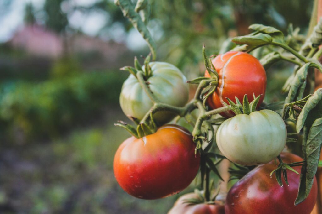 15 tomato growing tricks that lead to a garden full of fruit