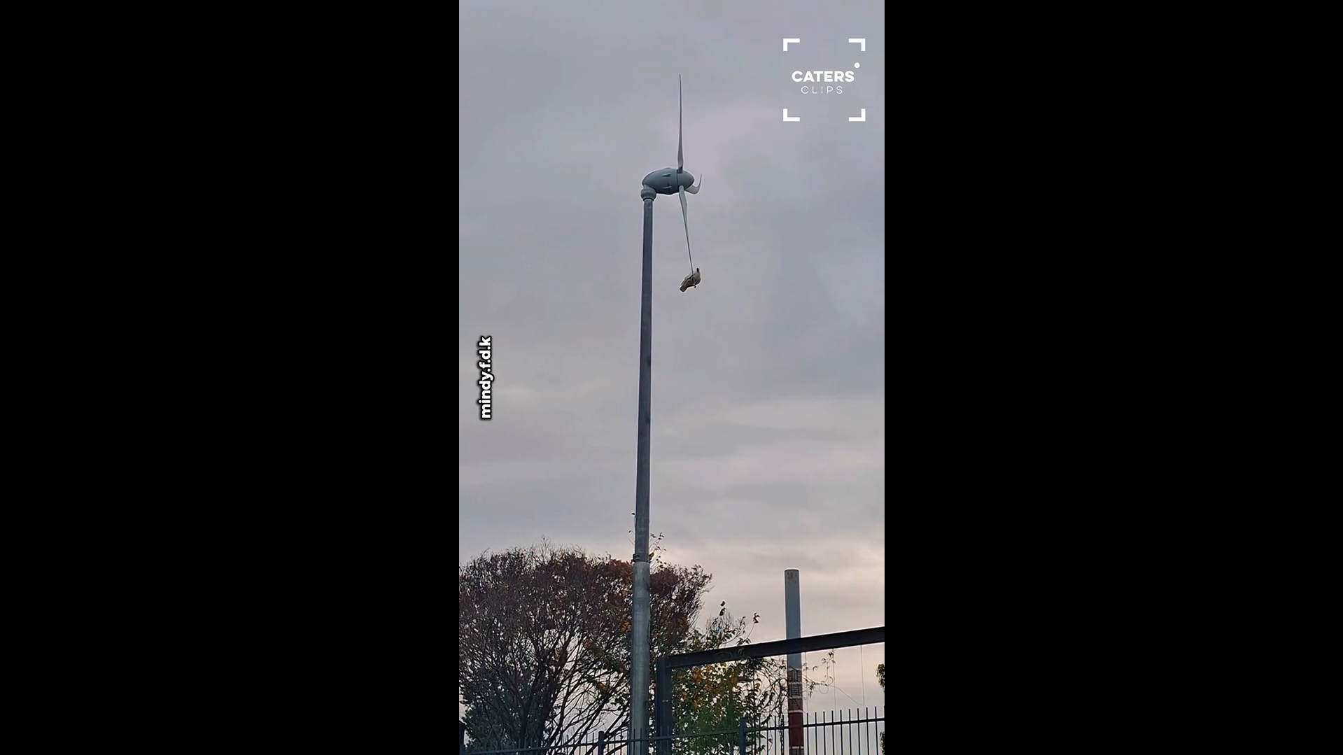 Bird accidentally sends wind spinner spinning after taking a ride