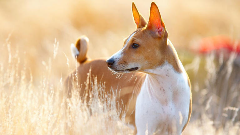 Five dog breeds that skip the cuddles and still make exceptional companions