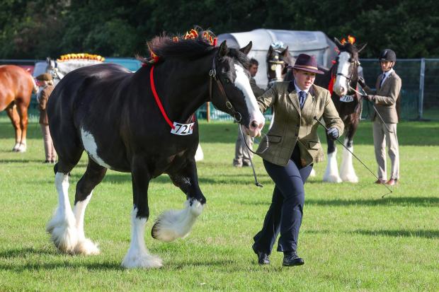Tickets now on sale for the Romsey Show with discounted entry