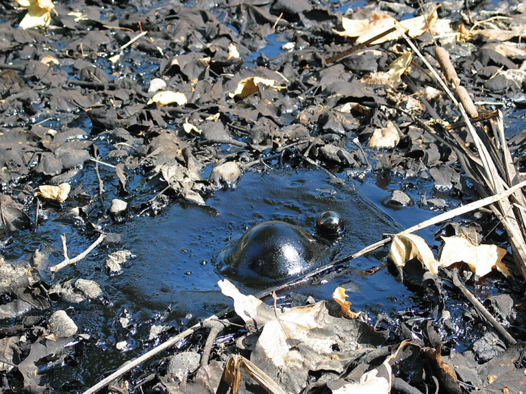 In 1913, workers digging asphalt in Los Angeles uncovered one of the ...