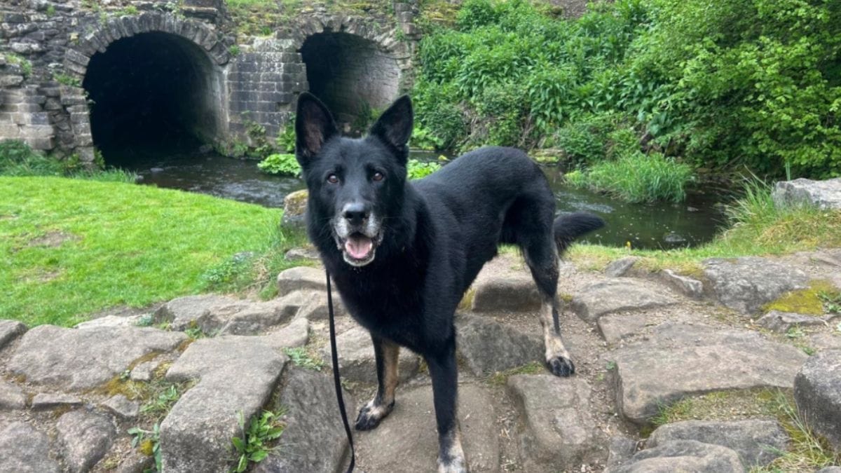 Retired police dog on a walk proves he hasn't forgotten his old tricks