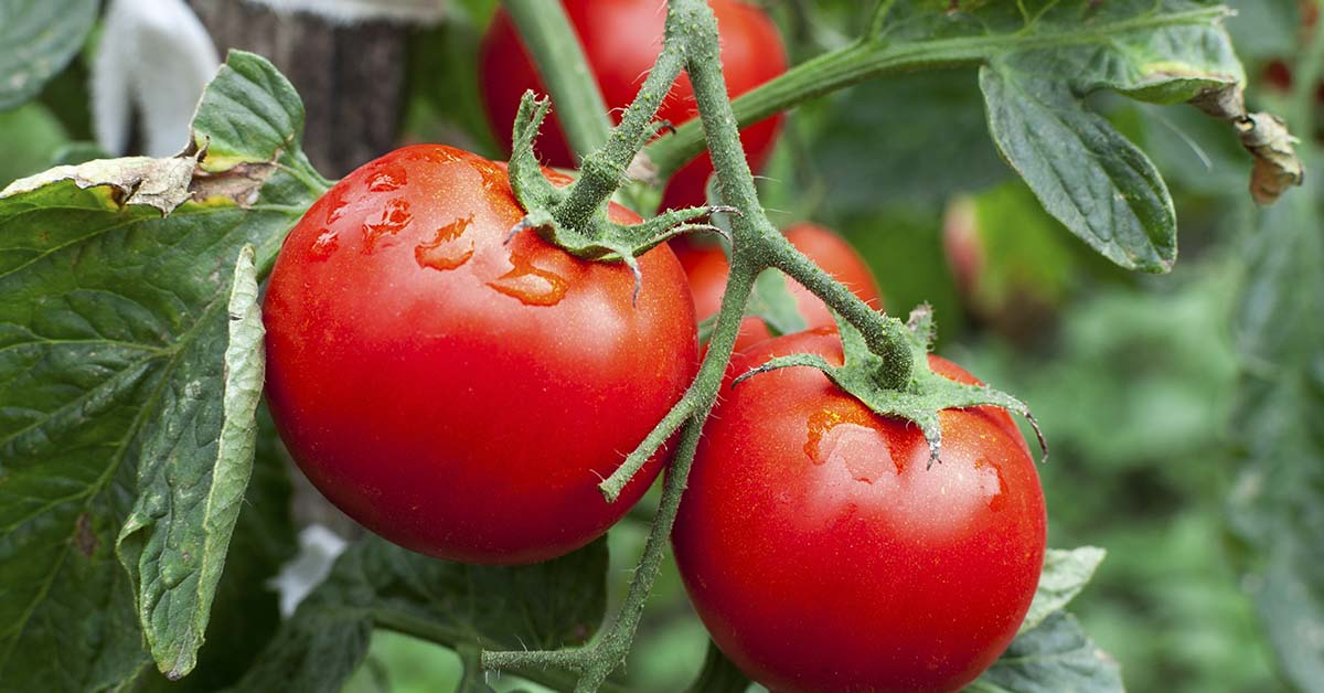 15 tomato growing tricks that lead to a garden full of fruit