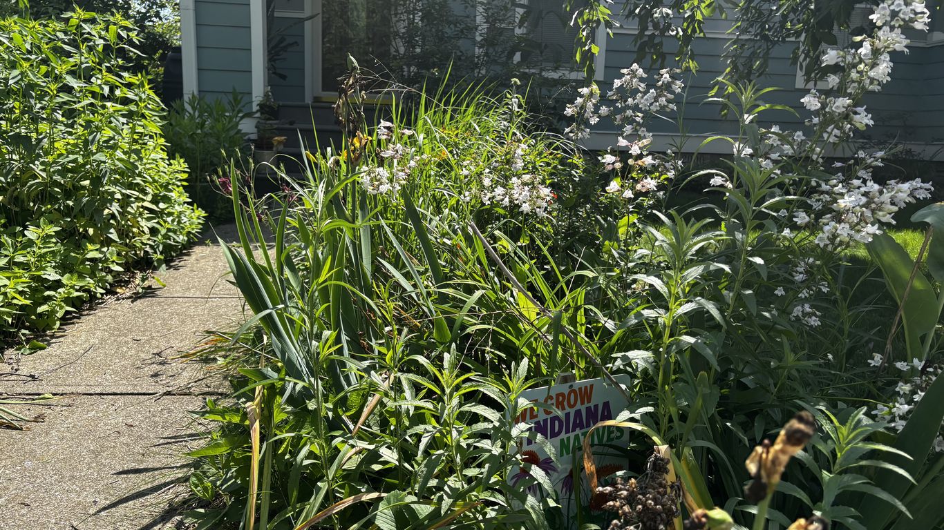 Chaos gardening helps native plants take root