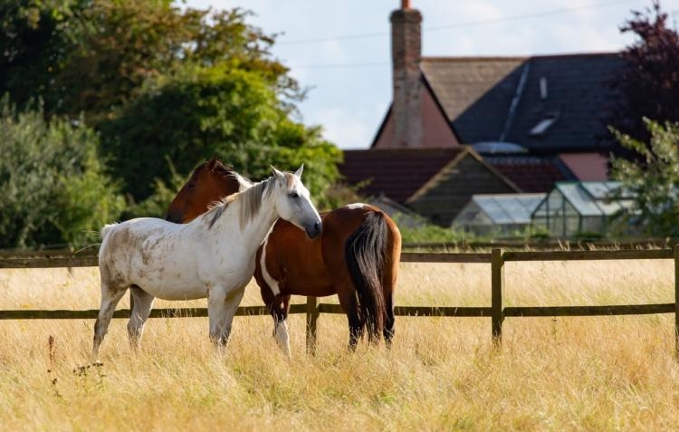 « Une honte » : elles découvrent deux de leurs chevaux tagués, un autre ...