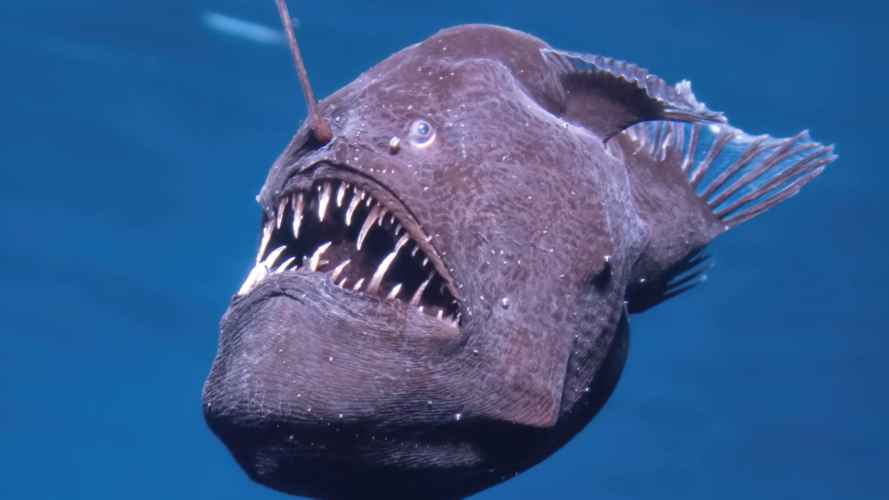 This fish glows in total darkness - then swallows prey almost its own size