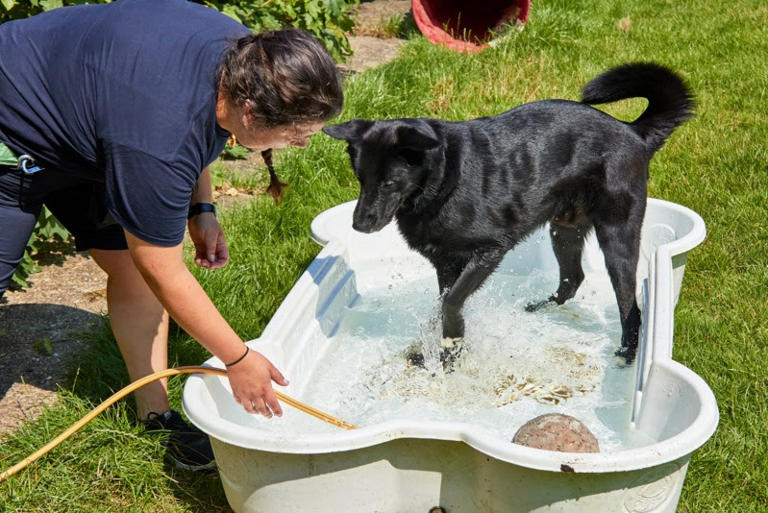 South Shields vets issues dog heat warning as summer temperatures rise