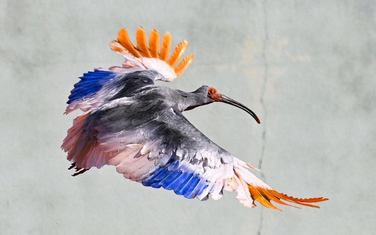 8 crested ibises released in Japanese town decades after extinction in ...
