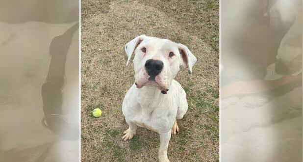 Meet Ox, the underdog