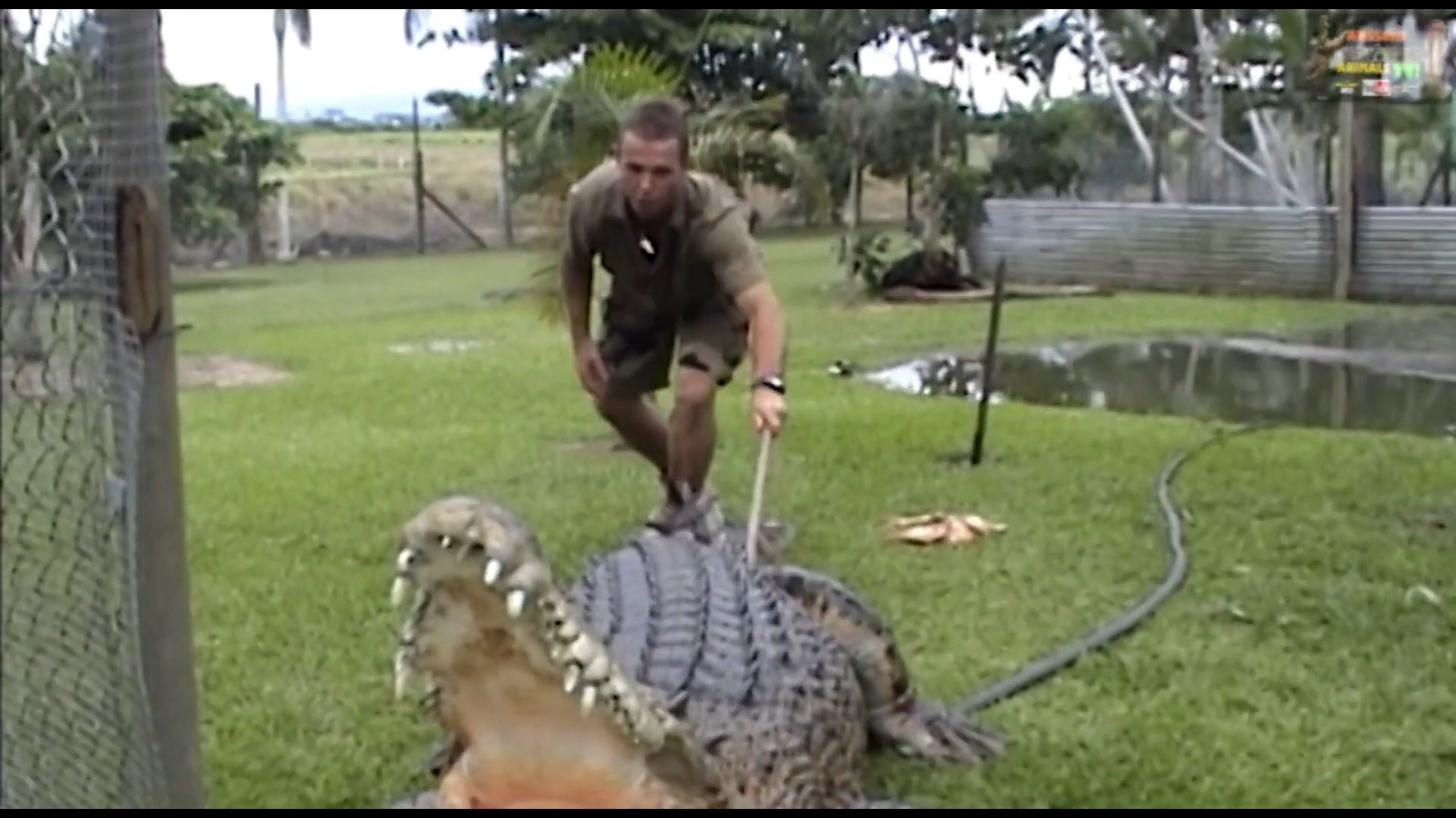 Man vs crocodile #crocodile #crocs #animals #manvs #dragon