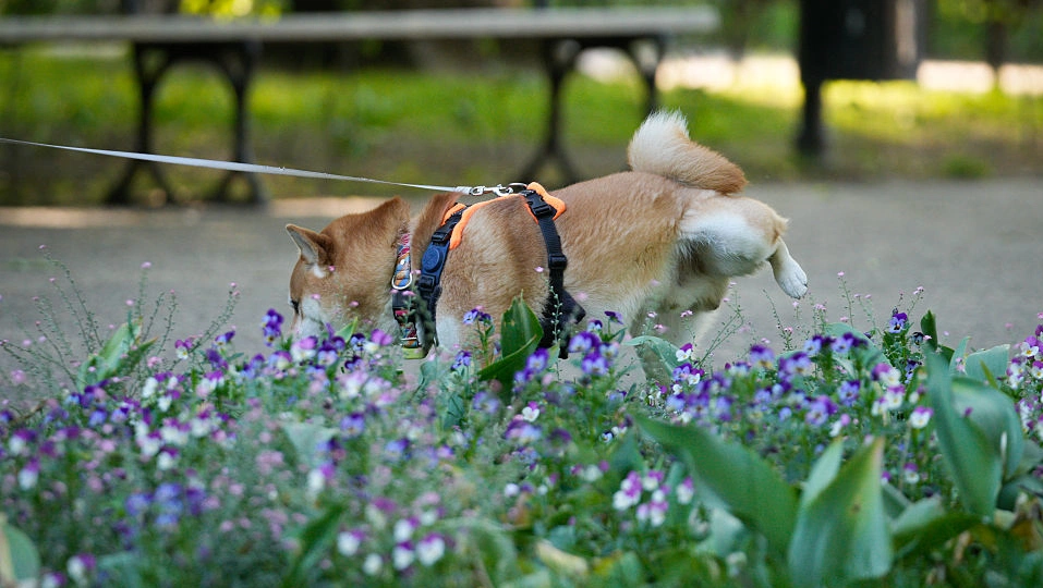 17 clear signs your dog trusts you