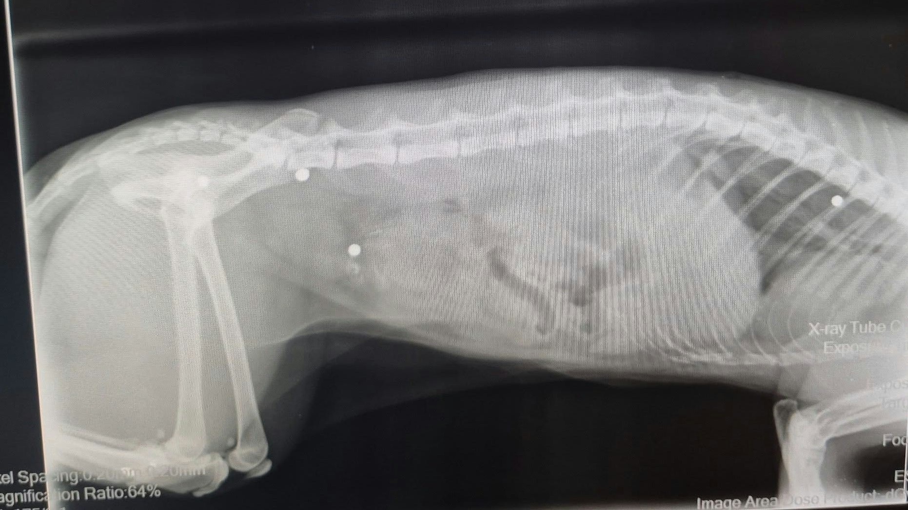 Kater "Findus" von Schrotkugeln verletzt