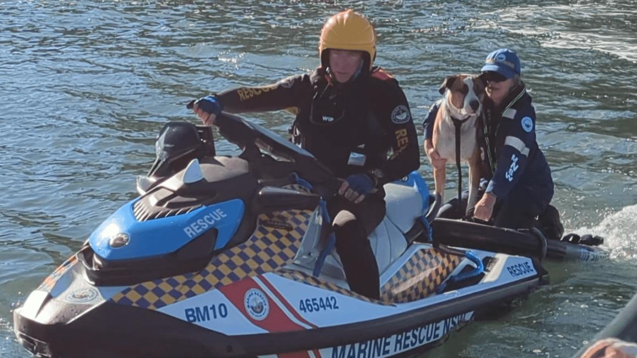 Lucky pup saved after being stranded at sea