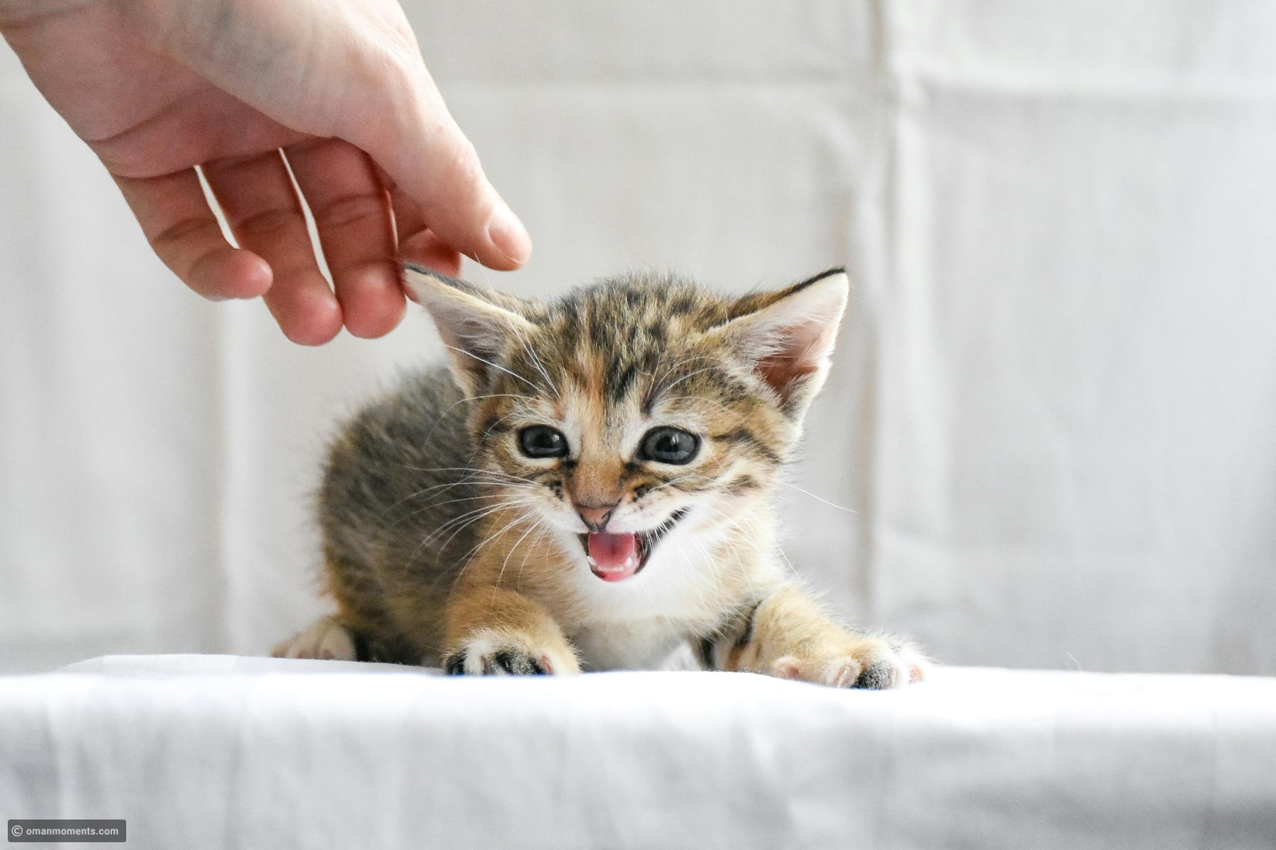Scientists confirm cats are far more expressive than previously believed
