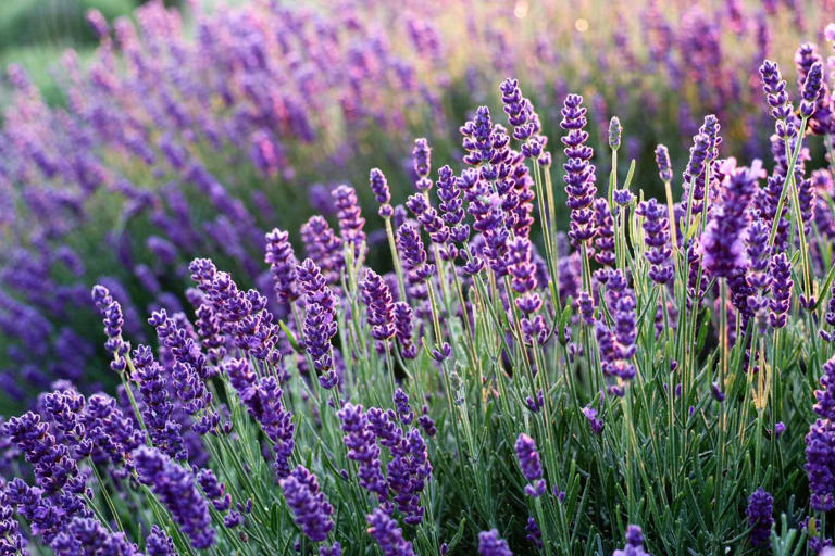 C’è un campo di lavanda vicino ad Assisi che sembra di essere in Provenza