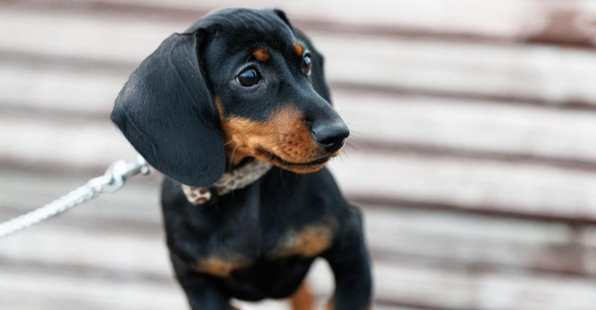 17 dog breeds that are overrated and people are finally starting to ...