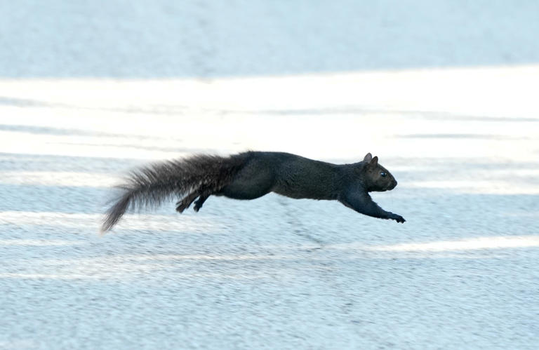 Name one of Kent's black squirrels and benefit Kent State