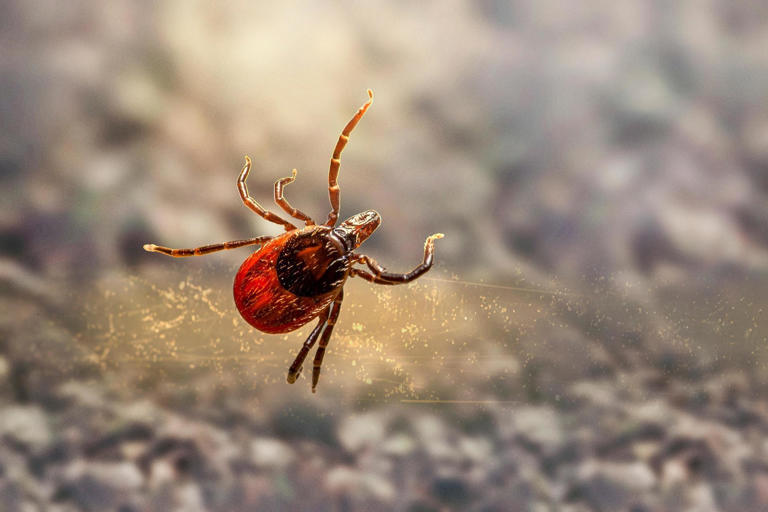 Woman sparks alarm over 'sinister' tick surge with mystery boxes and ...