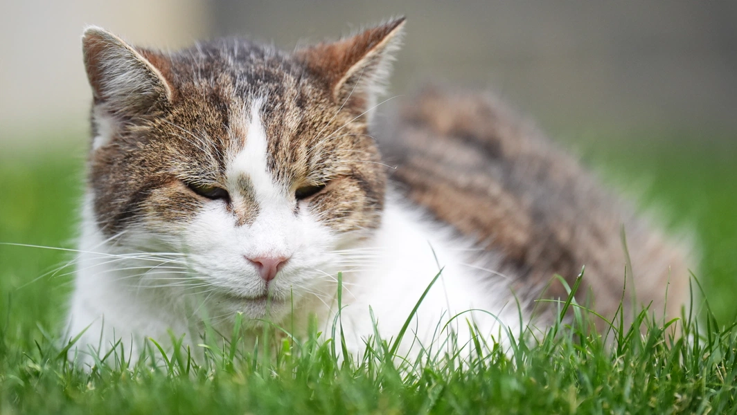 How to know your cat is truly happy