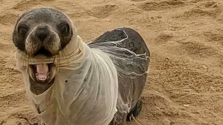 Watch these poor seals fight through pain and exhaustion to survive