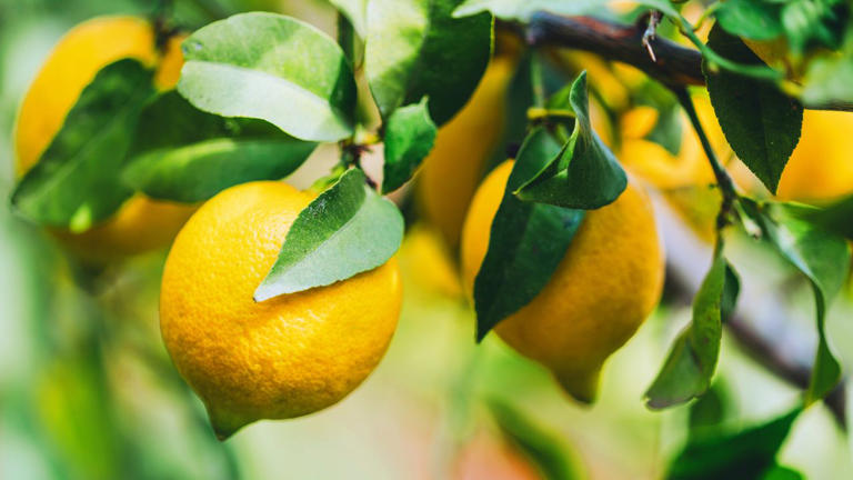 What to do with lemon trees in June for a tart & tasty harvest – 6 ...