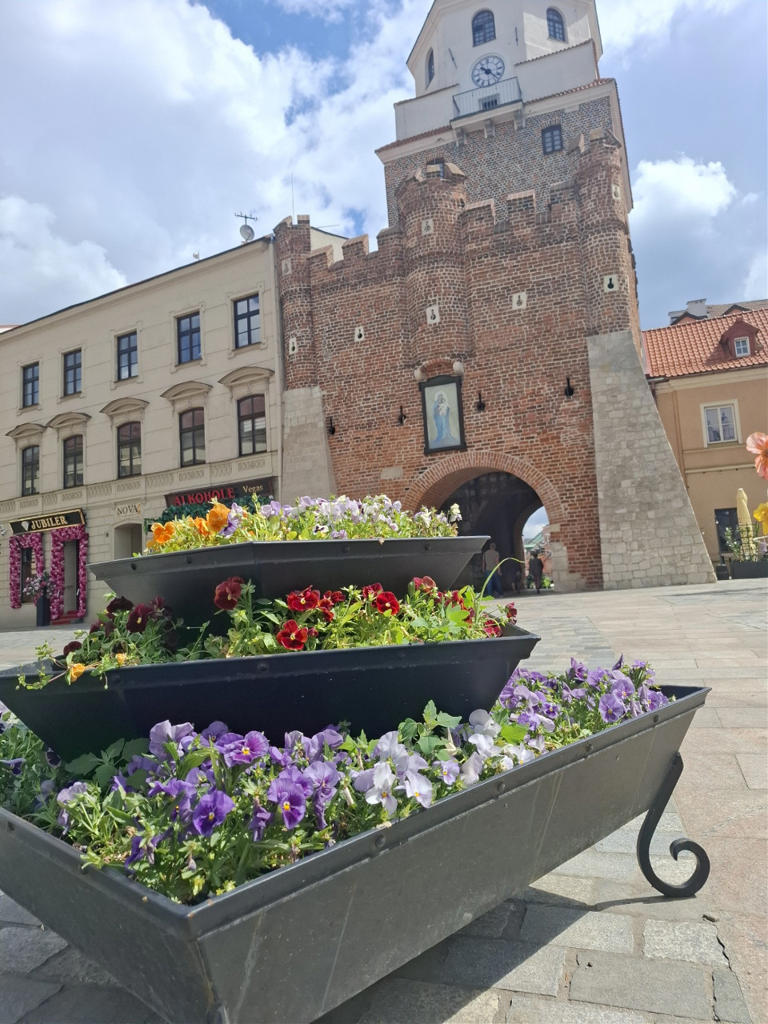 Bratki szukają ogrodu, żeby zapuścić korzenie. Miasto rozdaje sadzonki ...