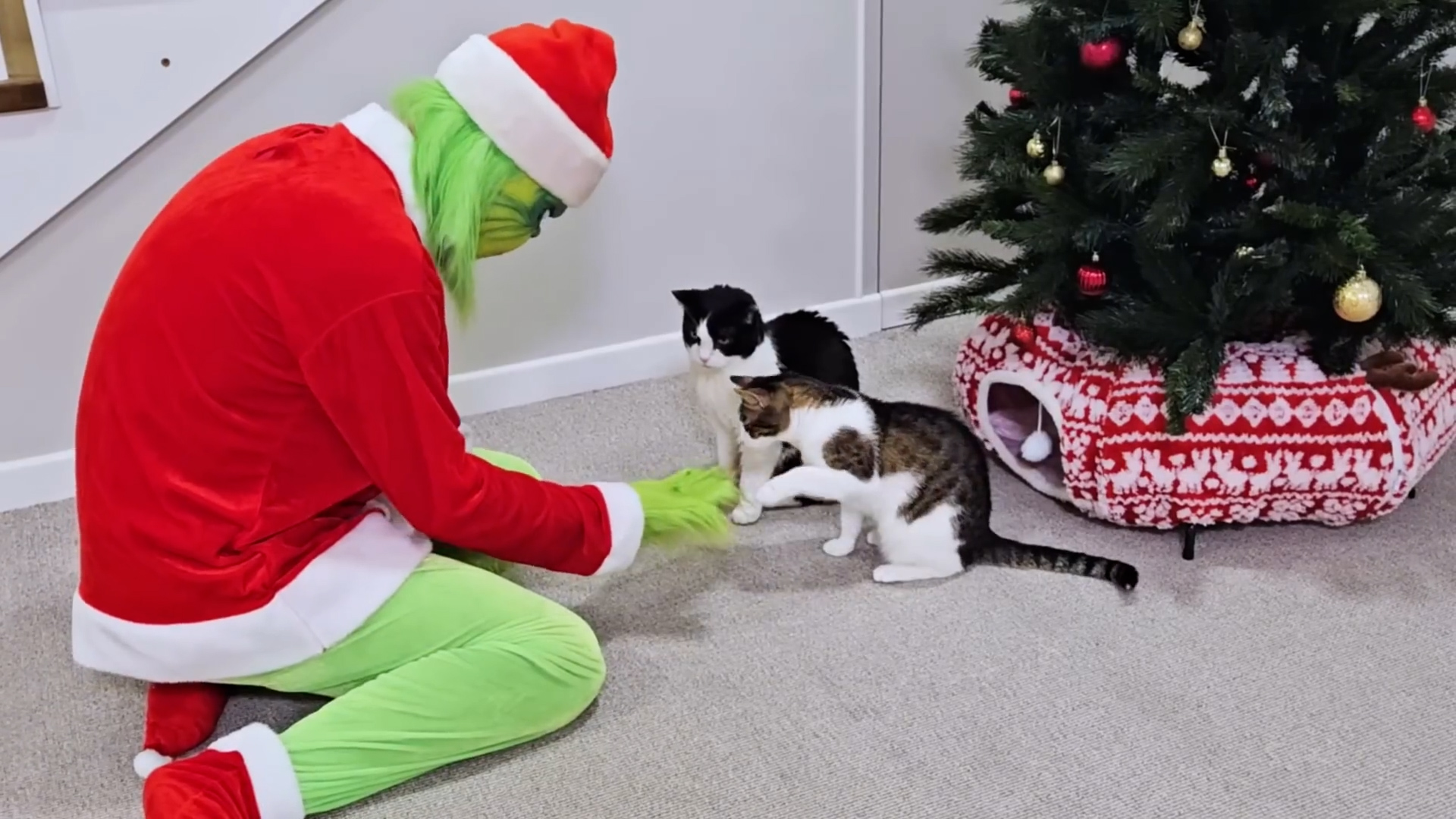 Cats meet the Grinch for the first time