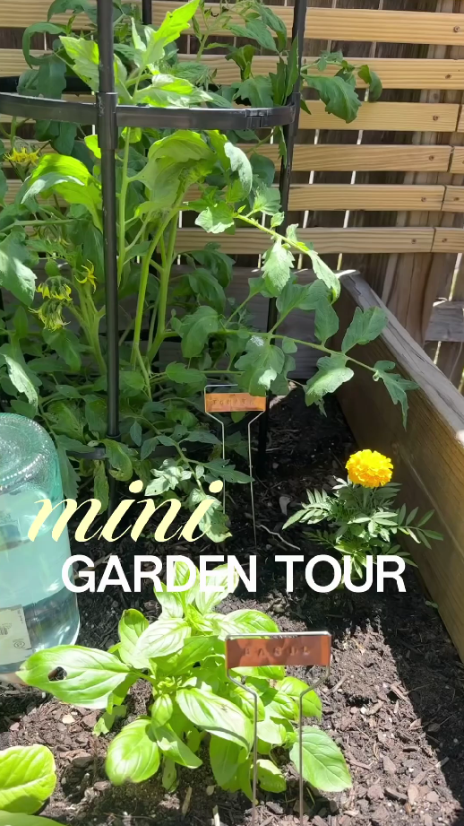 Beautiful backyard mini garden tour you must see