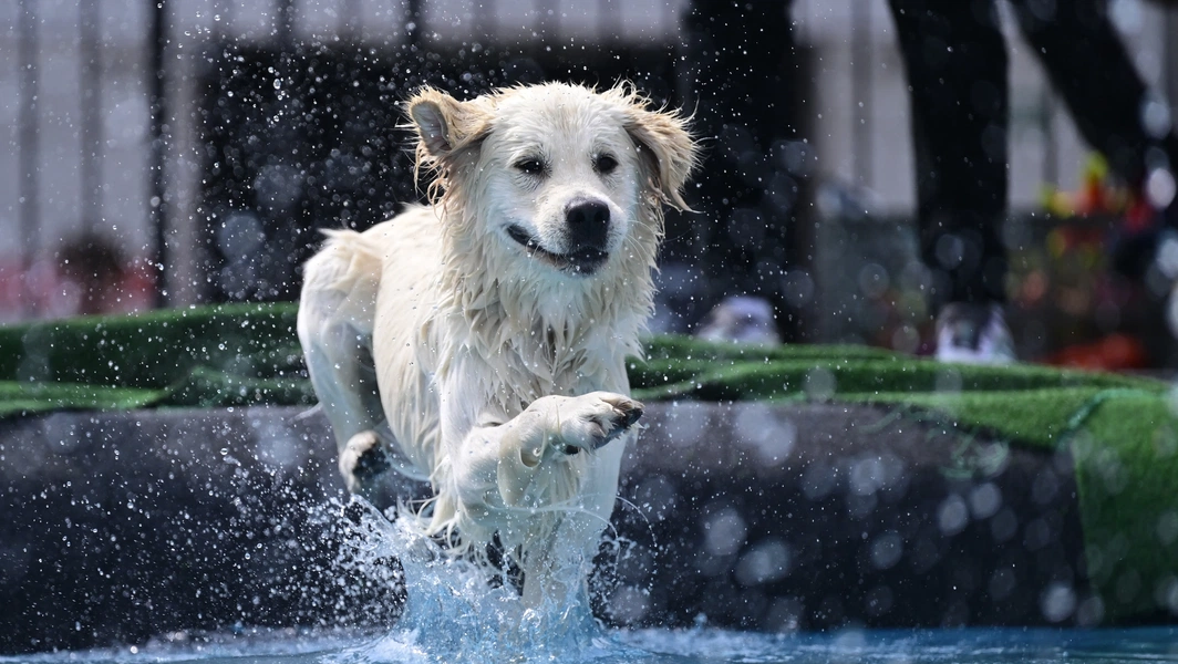Vet outlines eight key signs your dog needs more exercise
